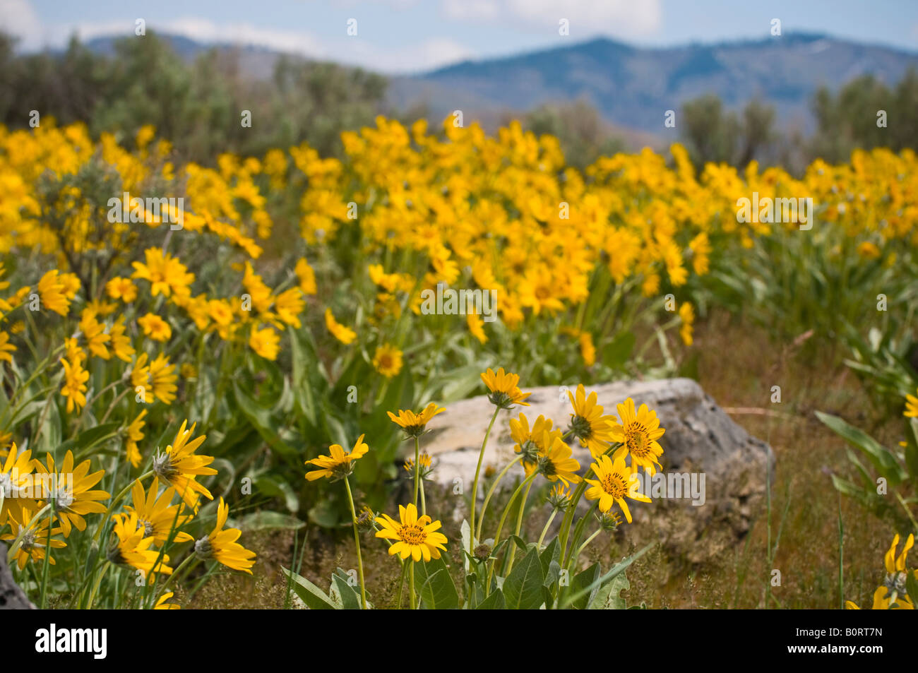 Boise and arrowleaf balsam root hi-res stock photography and images - Alamy
