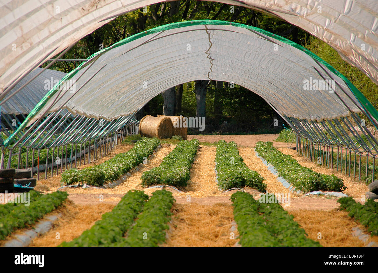 Polytunnel strawberries hi-res stock photography and images - Alamy