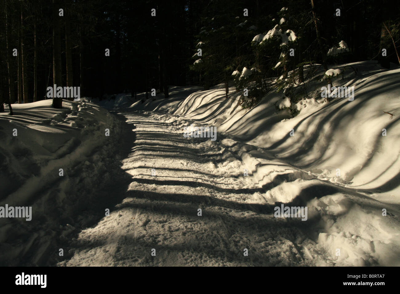 Tree shadows snow hi-res stock photography and images - Alamy