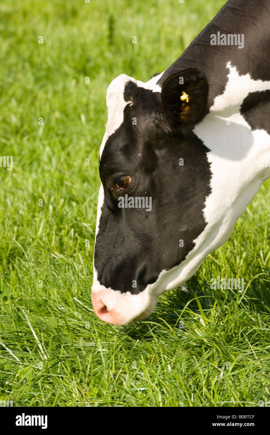 Holstien Friesian Cattle High Resolution Stock Photography and Images ...