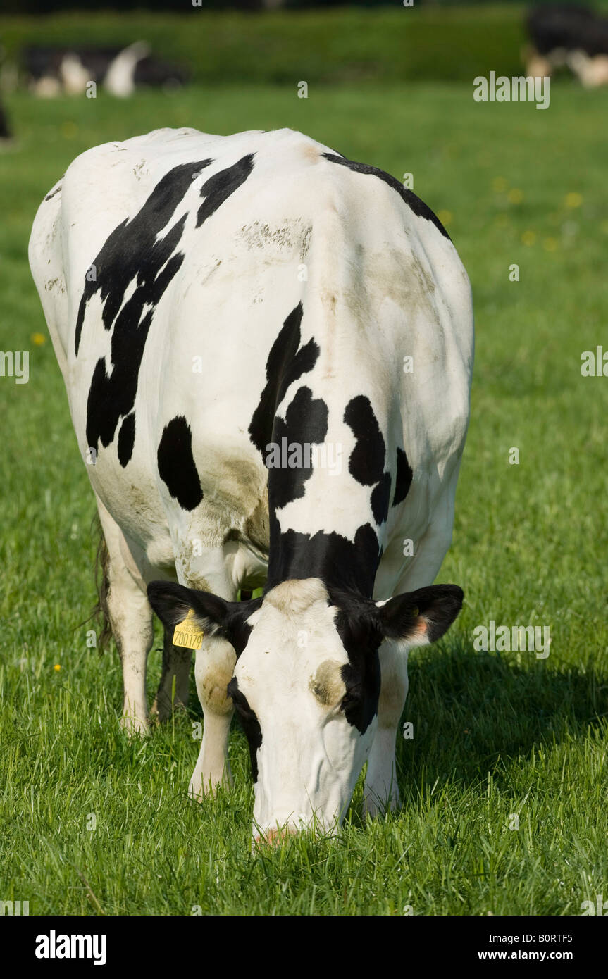 Dairy cow england hi-res stock photography and images - Alamy