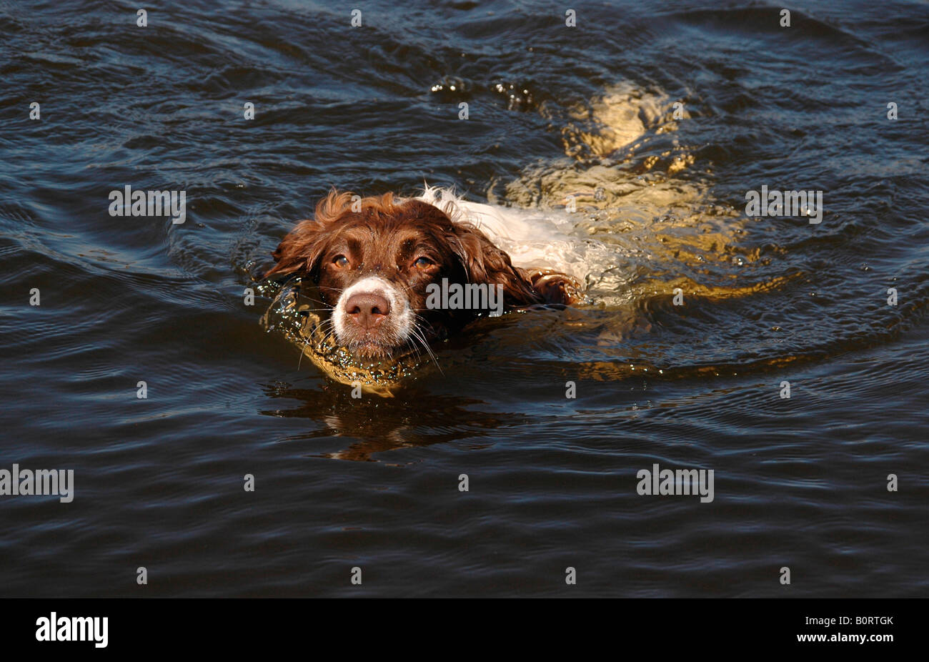A springer spaniel enjoying a swim Stock Photo - Alamy