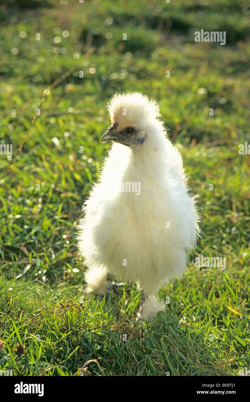 Domestic Chicken (Gallus gallus domesticus), breed:Silky, hen walking ...