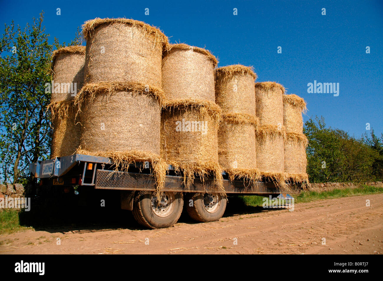 straw bales piled high on a trailer Stock Photo - Alamy