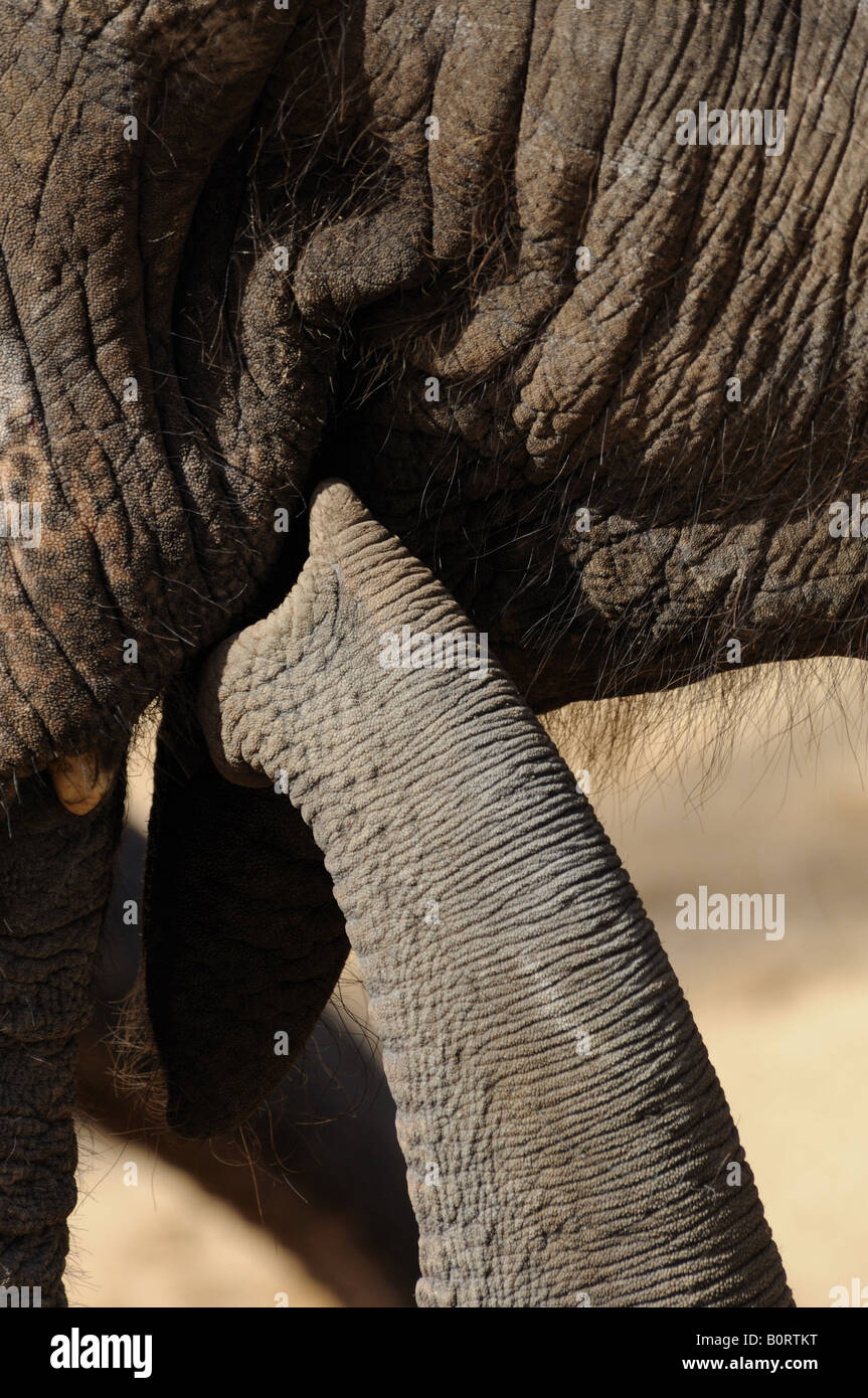 Elephant using tusk hi-res stock photography and images - Alamy