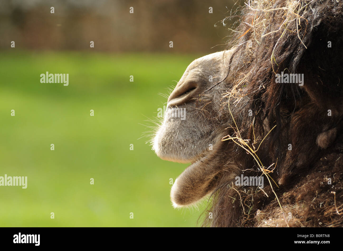 Bactrian camel in the sun hi-res stock photography and images - Alamy