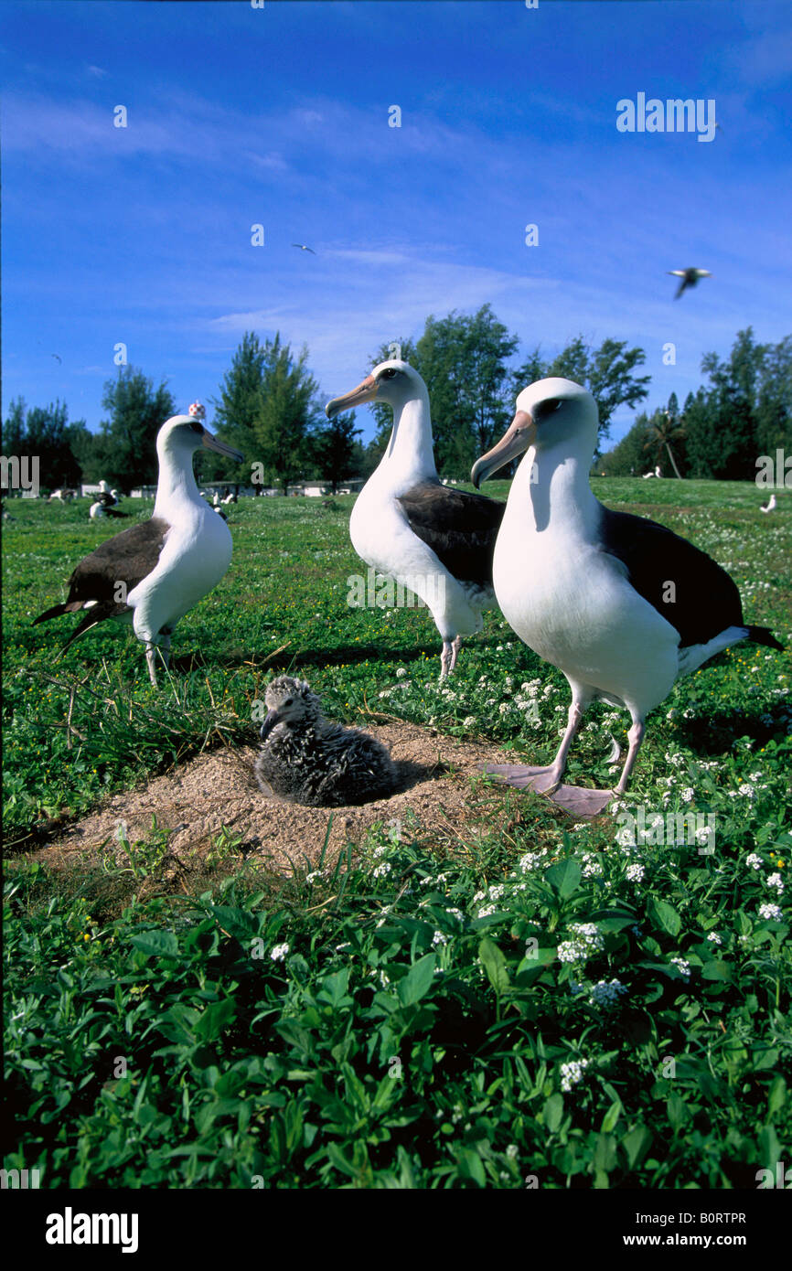 Bird chain hi-res stock photography and images - Alamy