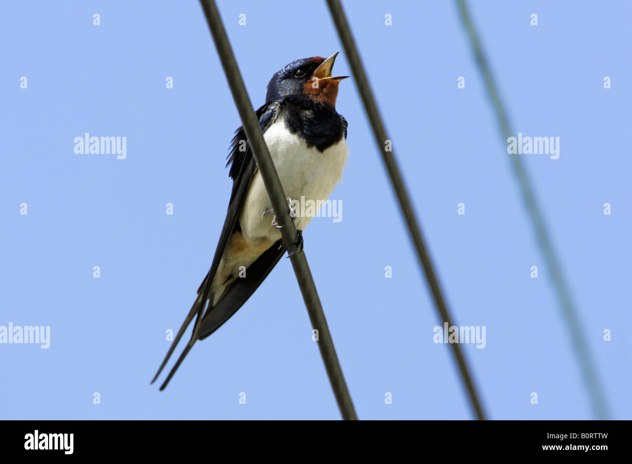 Barn Swallow Swallow (Hirundo rustica) singing from power lines Stock ...