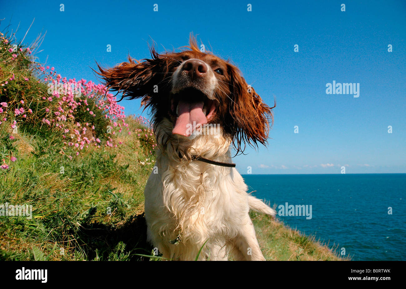 Springer spaniel dog in the flowers hi-res stock photography and images ...