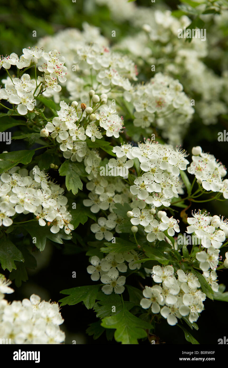 Hawthorn blossom may hi-res stock photography and images - Alamy