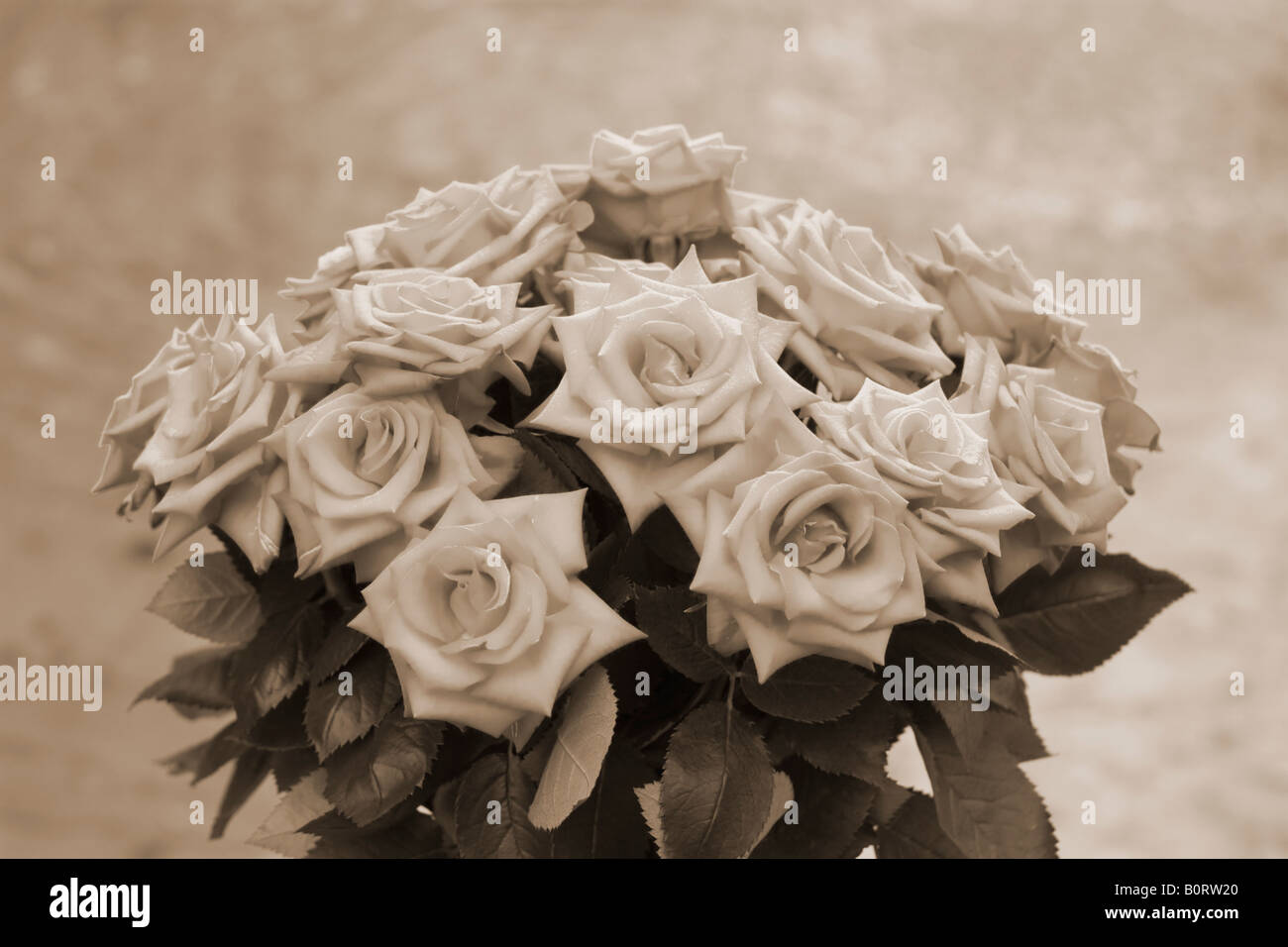 Bouquet of the roses, sepia Stock Photo - Alamy
