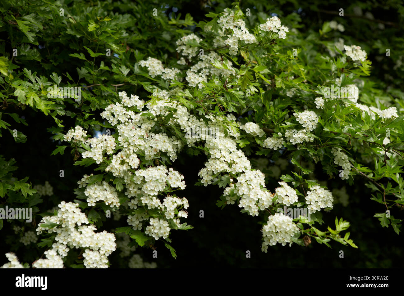 Hawthorn blossom may hi-res stock photography and images - Alamy