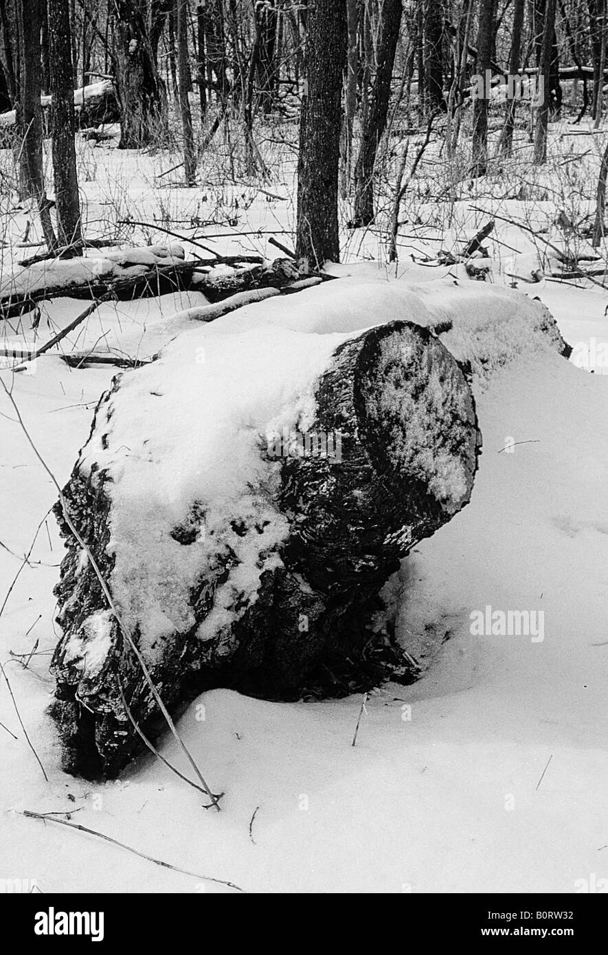 Morning after snowfall hi-res stock photography and images - Alamy