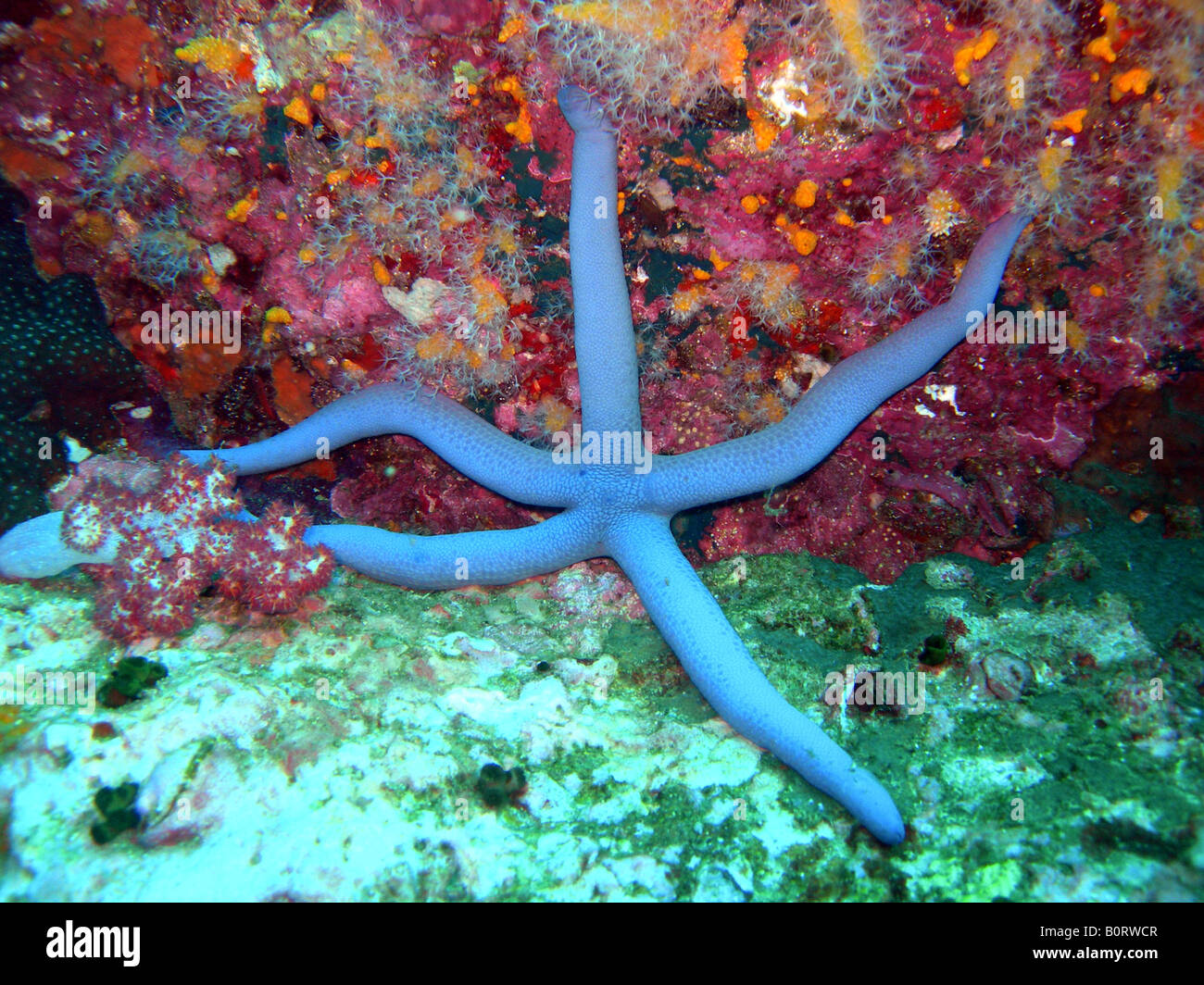 blue starfish "star fish" underwater Stock Photo - Alamy