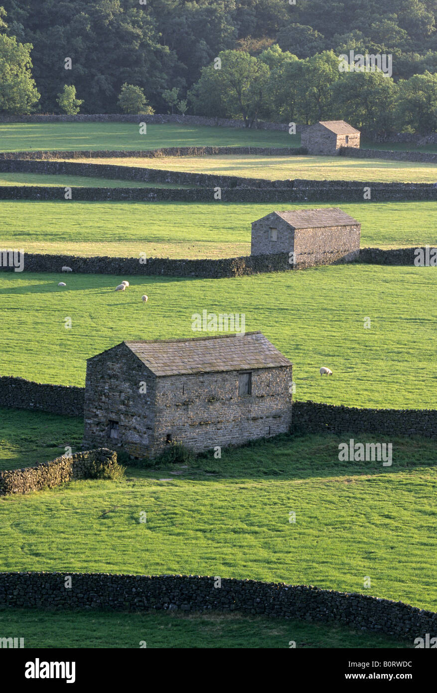 Stone barns and drystone walls, Gunnerside, Swaledale, Yorkshire Dales ...