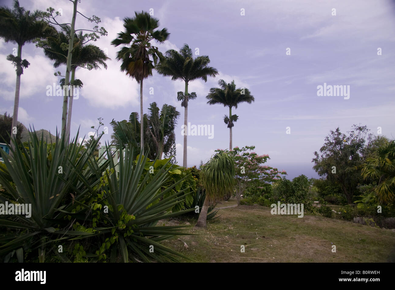 Palm trees in Nevis Stock Photo - Alamy