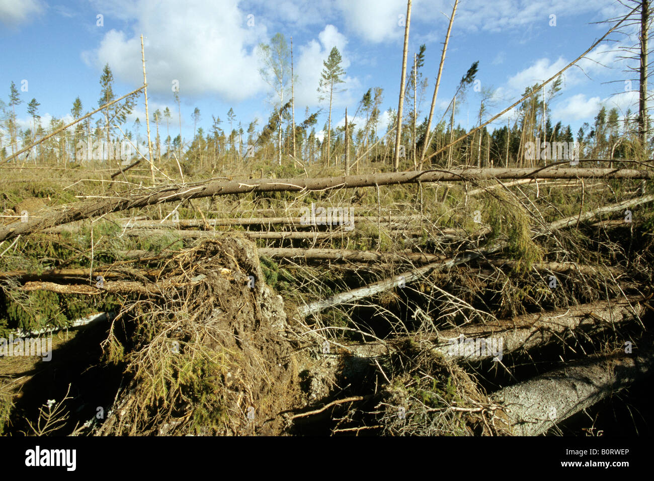 Common Spruce, Norway Spruce (Picea abies), forest damaged by wind ...