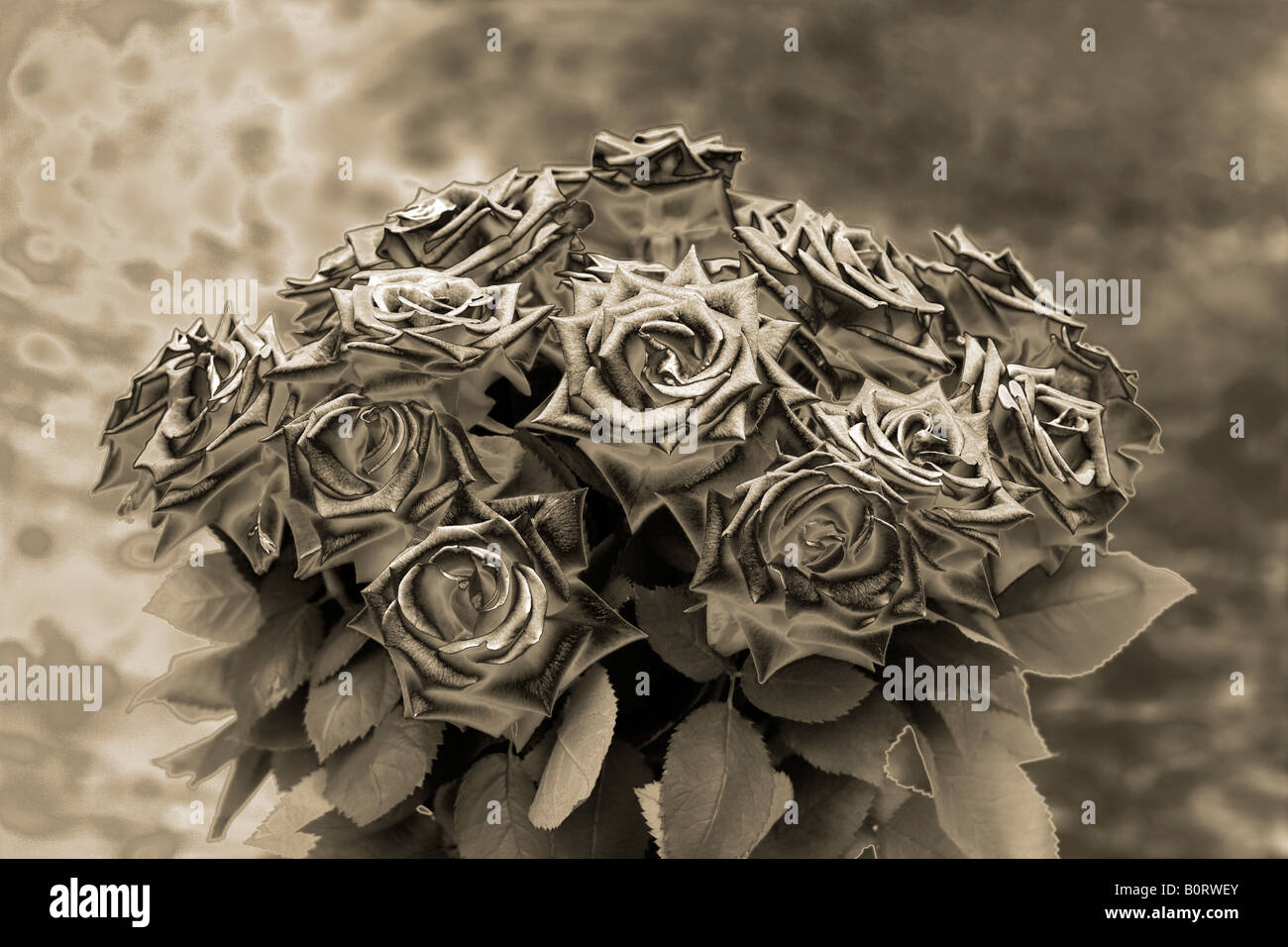 Land of roses hi-res stock photography and images - Alamy