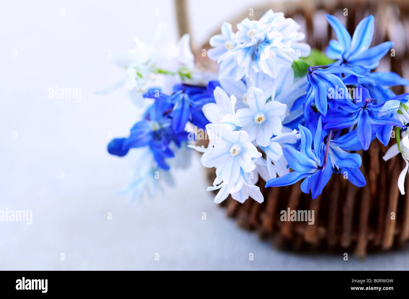 First wildflowers hi-res stock photography and images - Alamy