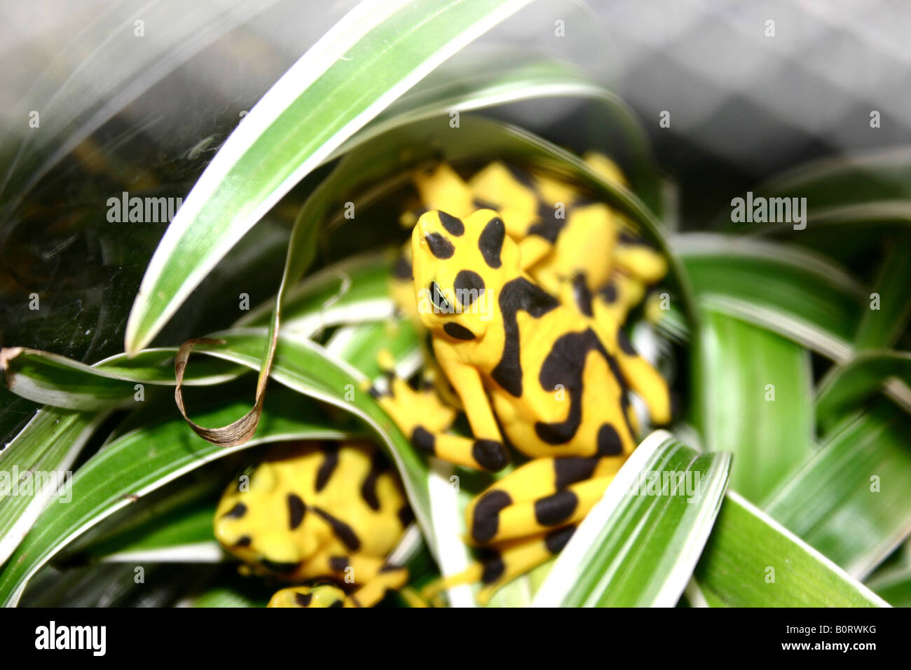 Frog from panama hi-res stock photography and images - Alamy