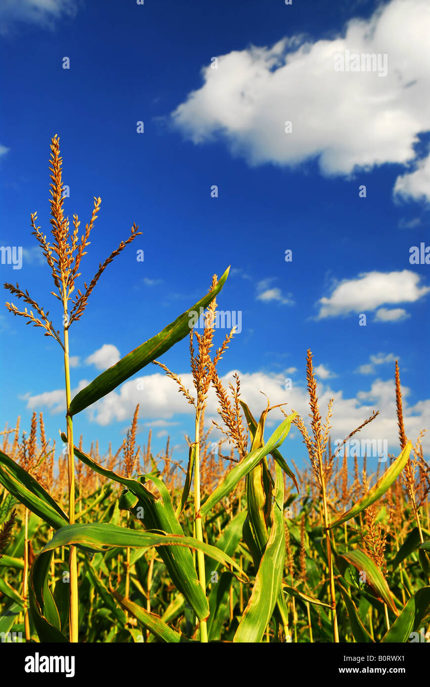 Corn growing in a farm field under bright blue sky Stock Photo - Alamy
