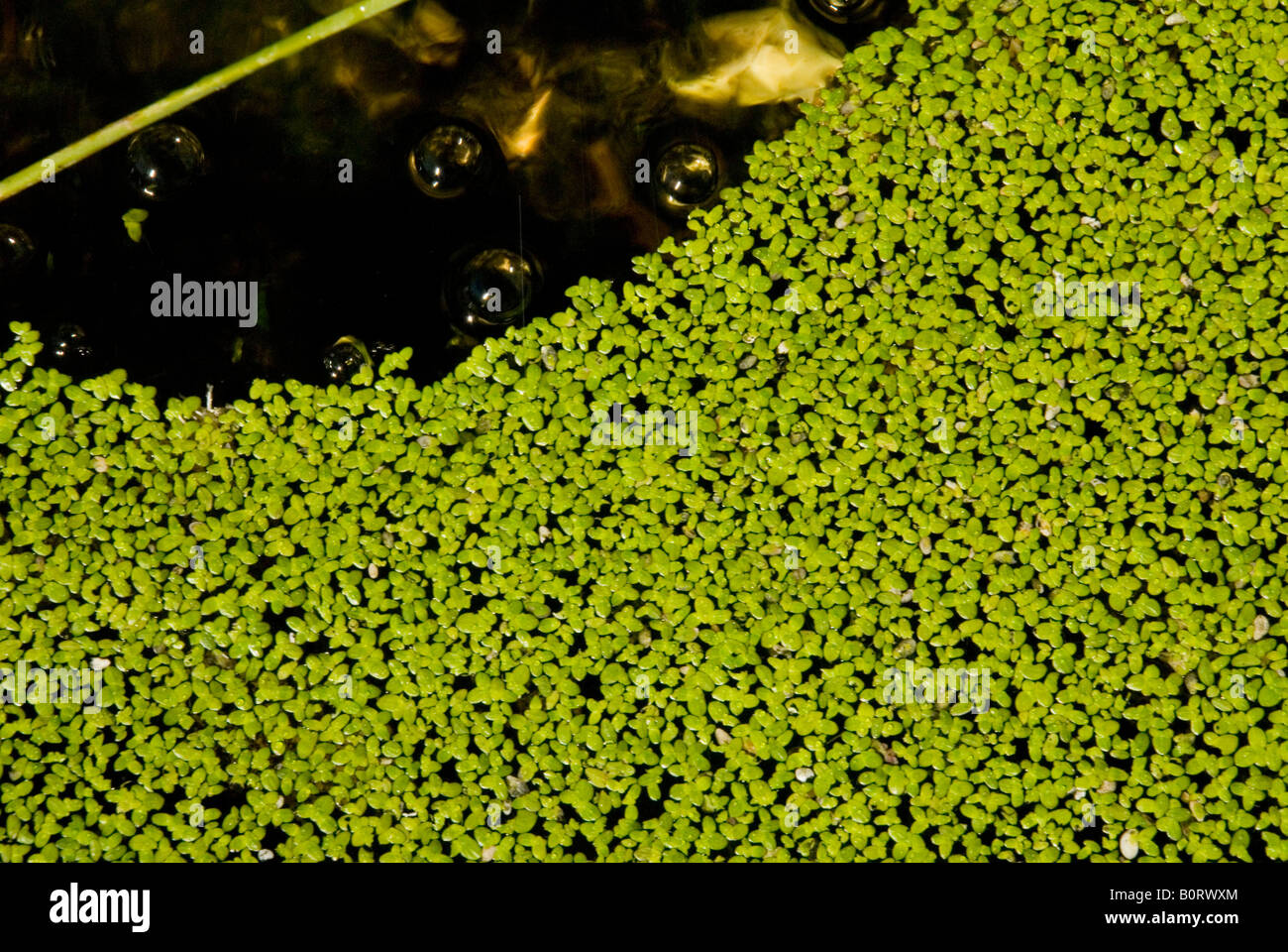 Weed mat hi-res stock photography and images - Alamy