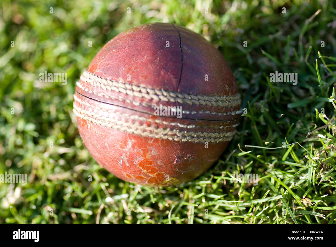 Cricket ball on the grass Stock Photo - Alamy