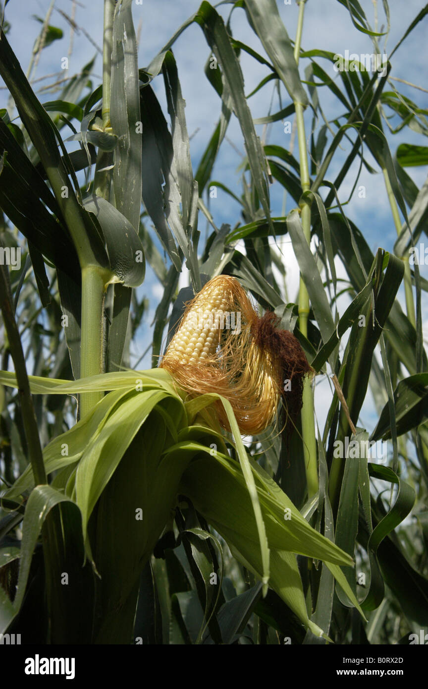 Indian corn maize ear hi-res stock photography and images - Alamy