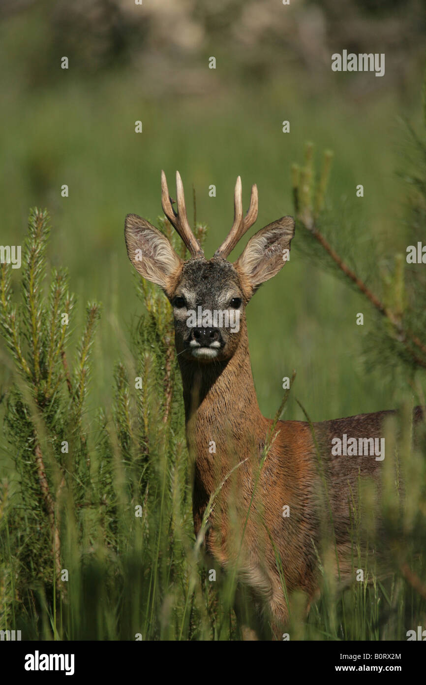 Thetford forest deer hi-res stock photography and images - Alamy