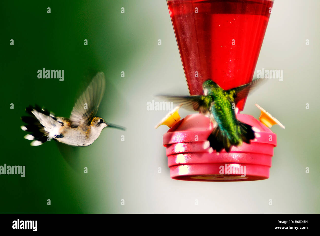 Hummingbirds fighting over a feeder Stock Photo - Alamy