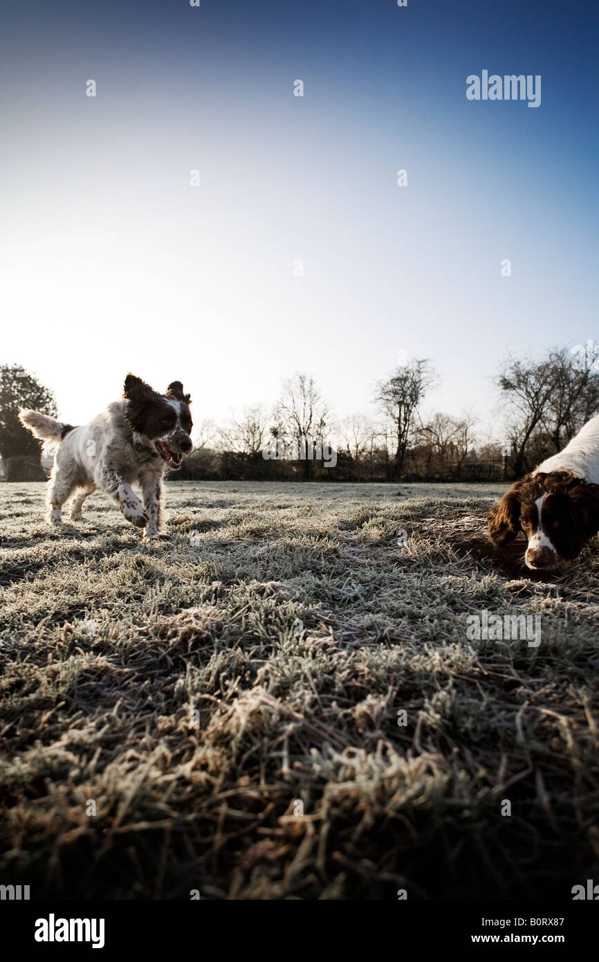 Springer Spaniels running in a field Stock Photo - Alamy