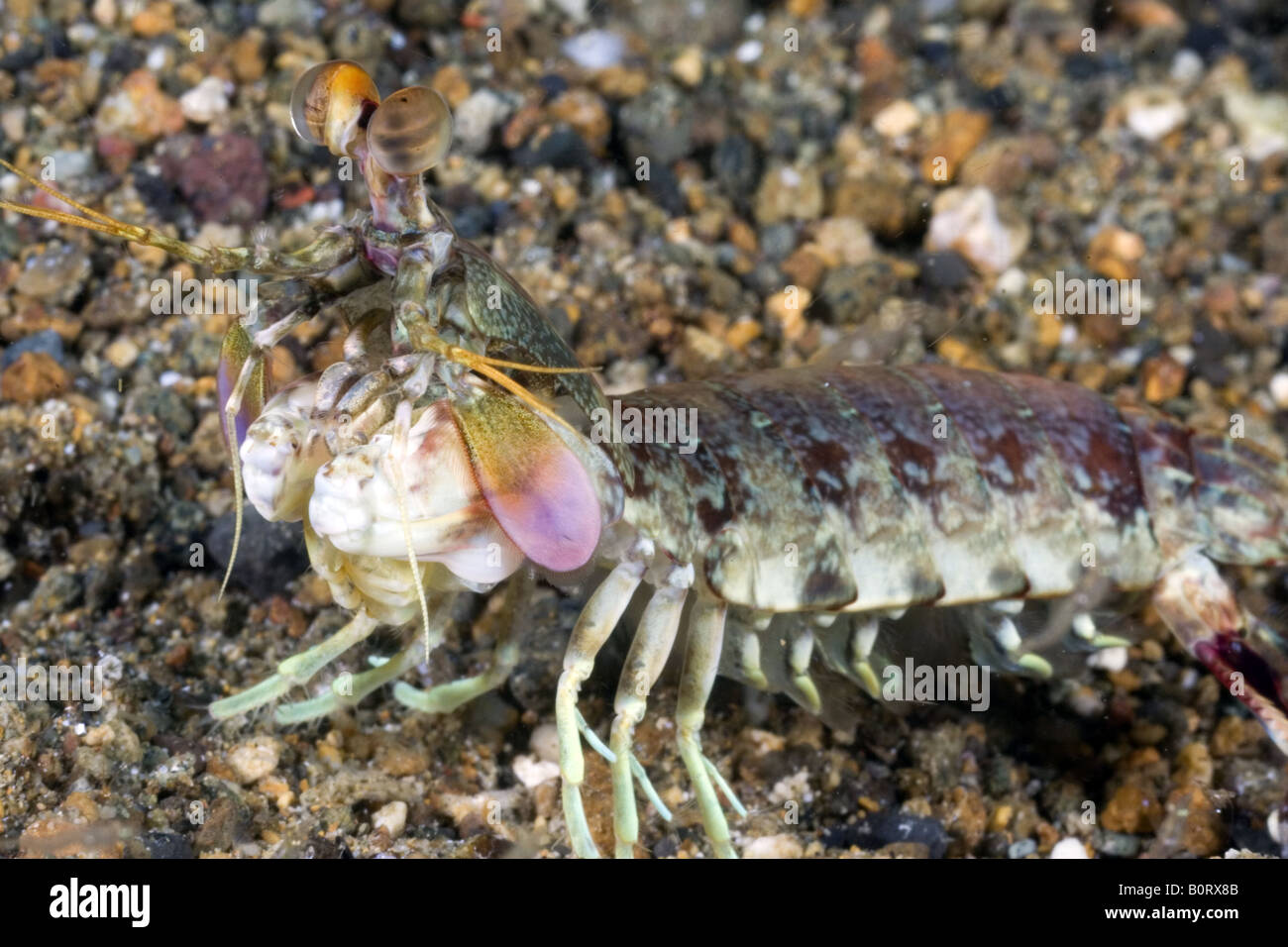 Mantis Shrimp on the sand bottom under water Stock Photo - Alamy