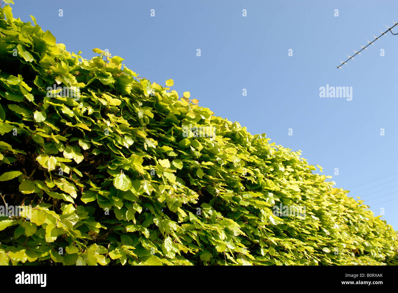 Beech martin hi-res stock photography and images - Alamy