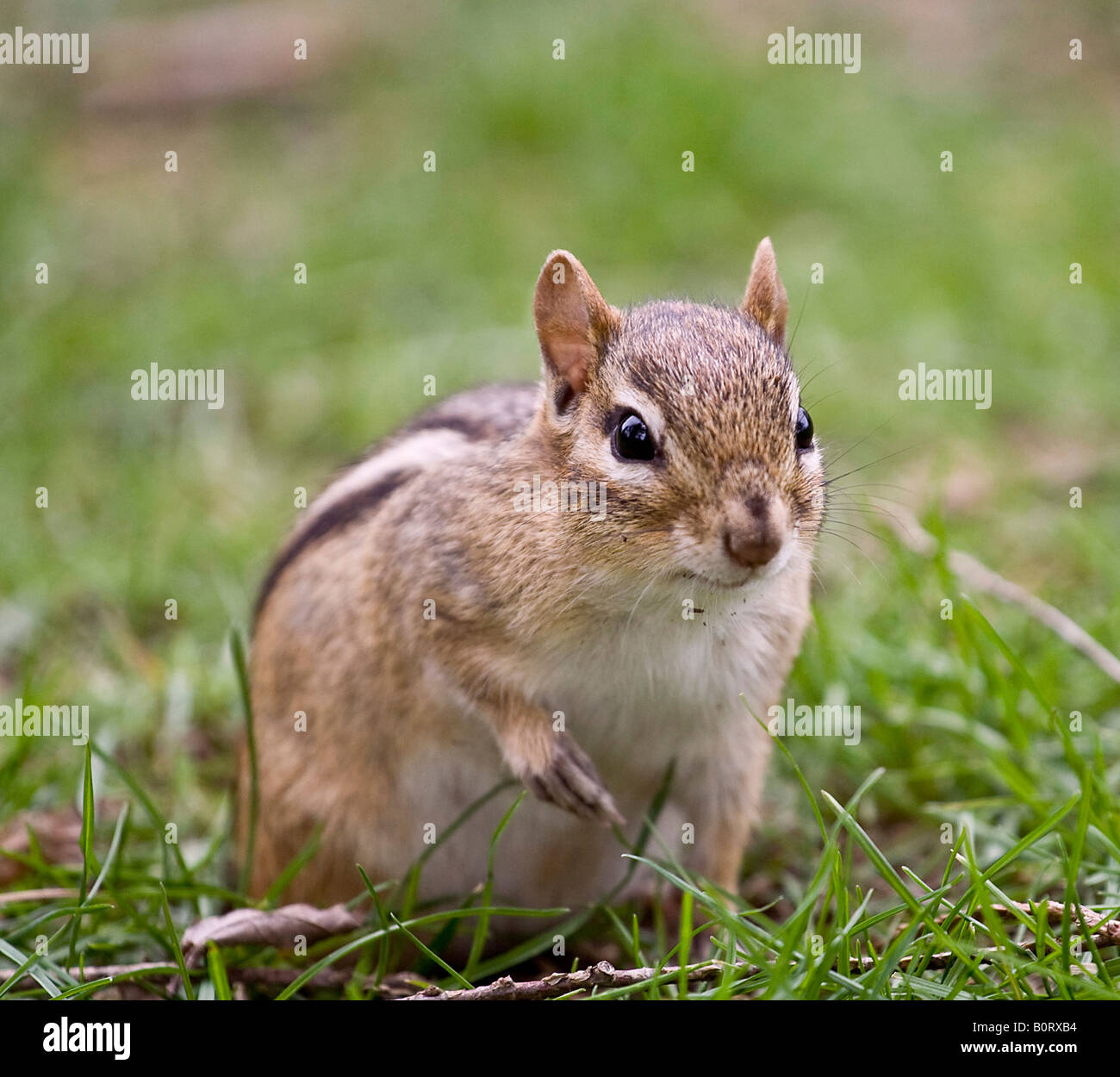 Chipmunk nest hi-res stock photography and images - Alamy