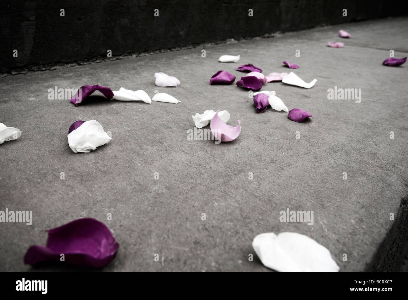 Confetti petals on a church step after a wedding Stock Photo - Alamy
