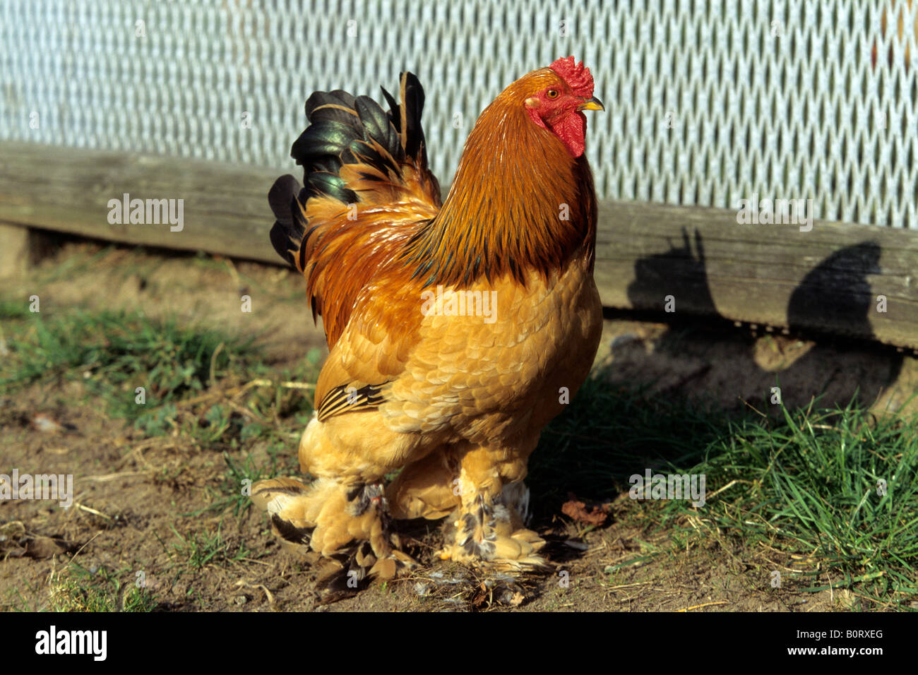 Domestic Chicken (Gallus gallus domesticus), breed: Brahma, cock Stock ...