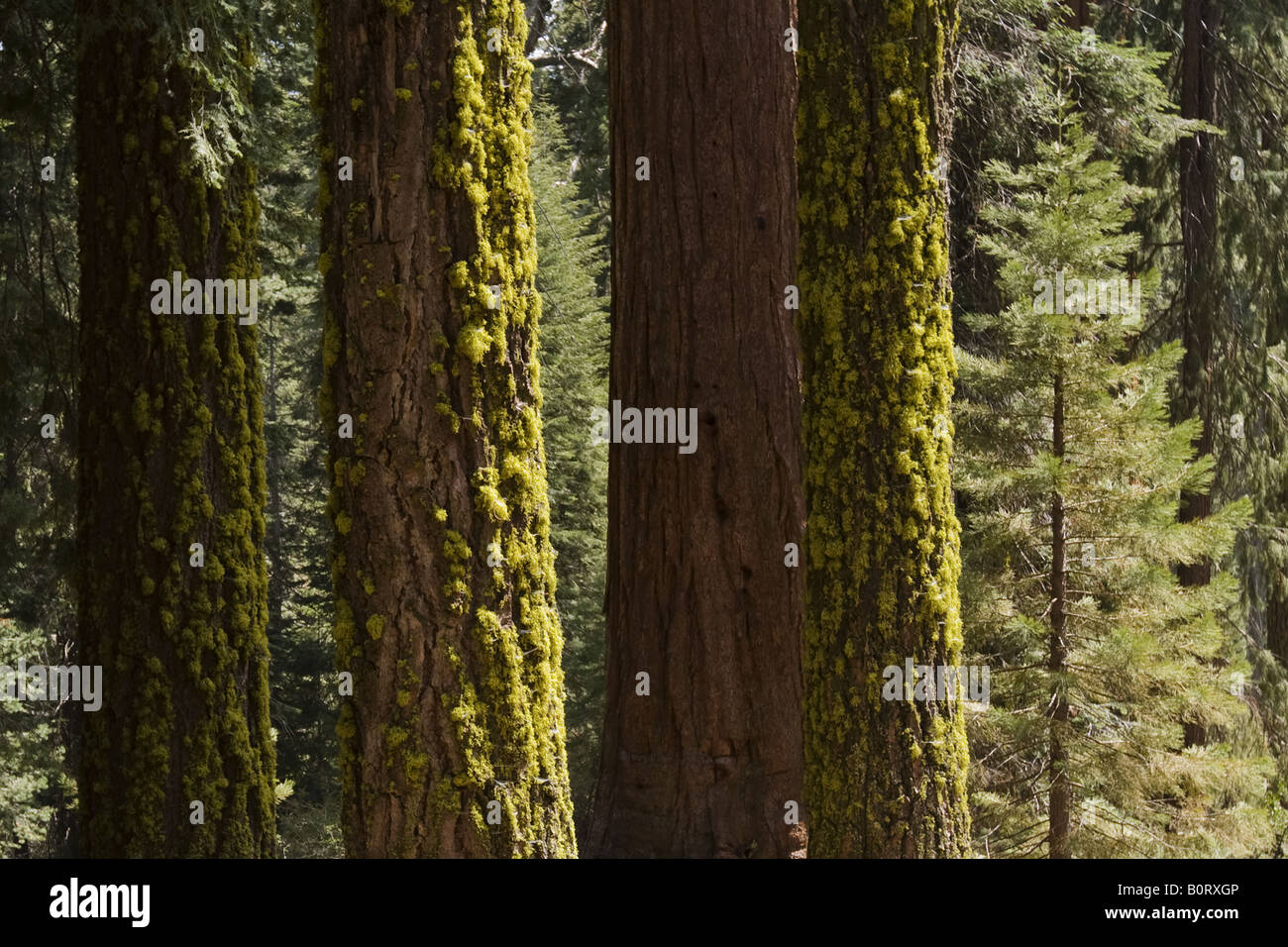 General grant grove hi-res stock photography and images - Alamy