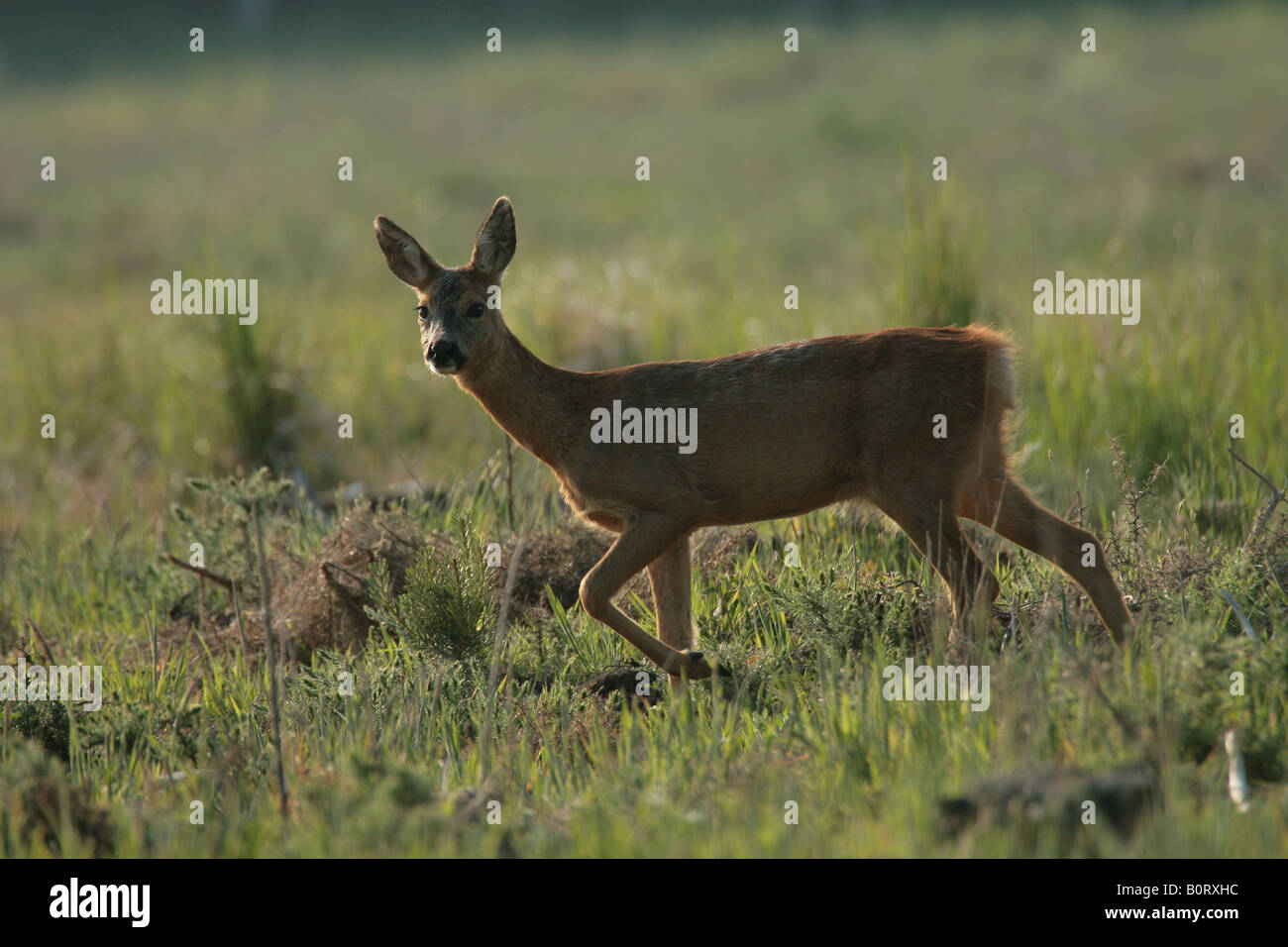 Roe Deer Capreolus capreolus female Stock Photo - Alamy