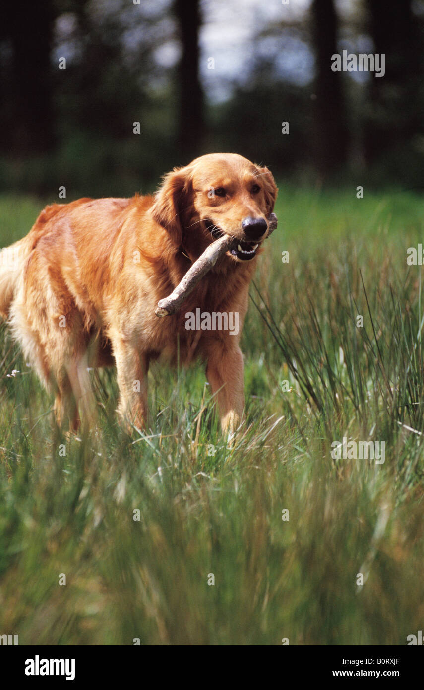 Dog carrying stick hi-res stock photography and images - Alamy