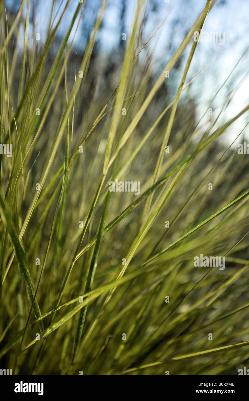 Field of wild grass Stock Photo - Alamy