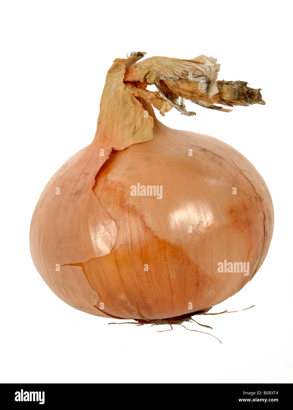 a cut-out picture of an onion Stock Photo - Alamy