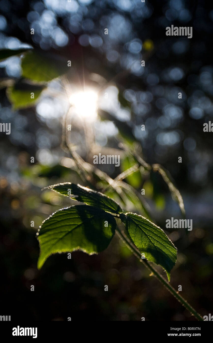 Back lit bramble Stock Photo - Alamy