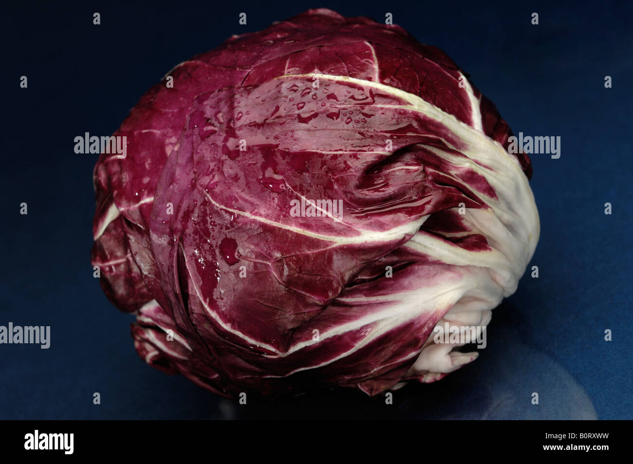 Radicchio leaf chicory Stock Photo - Alamy