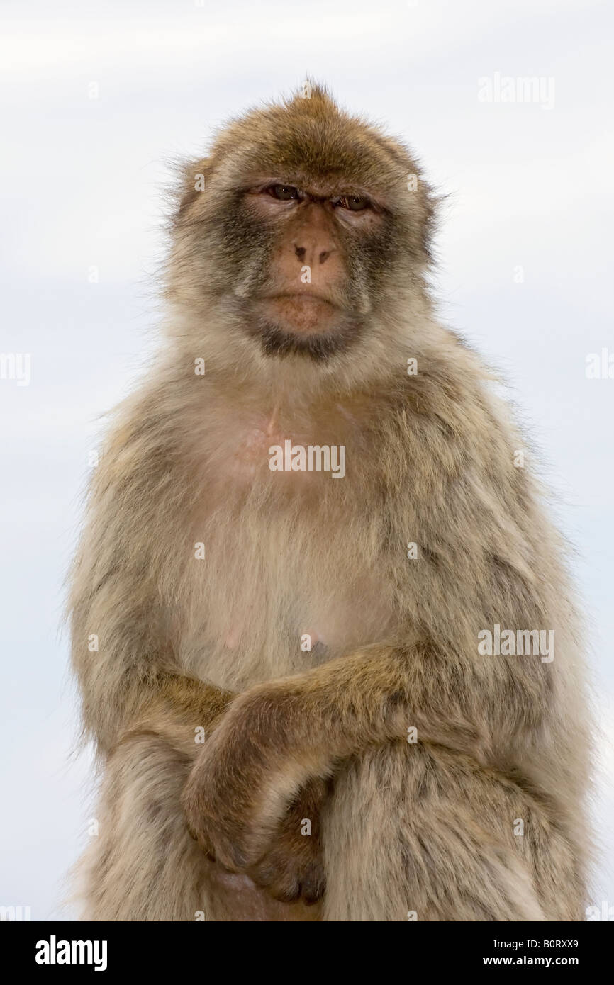 A facial study of an adult female barbary macaque at the viewpoint on ...