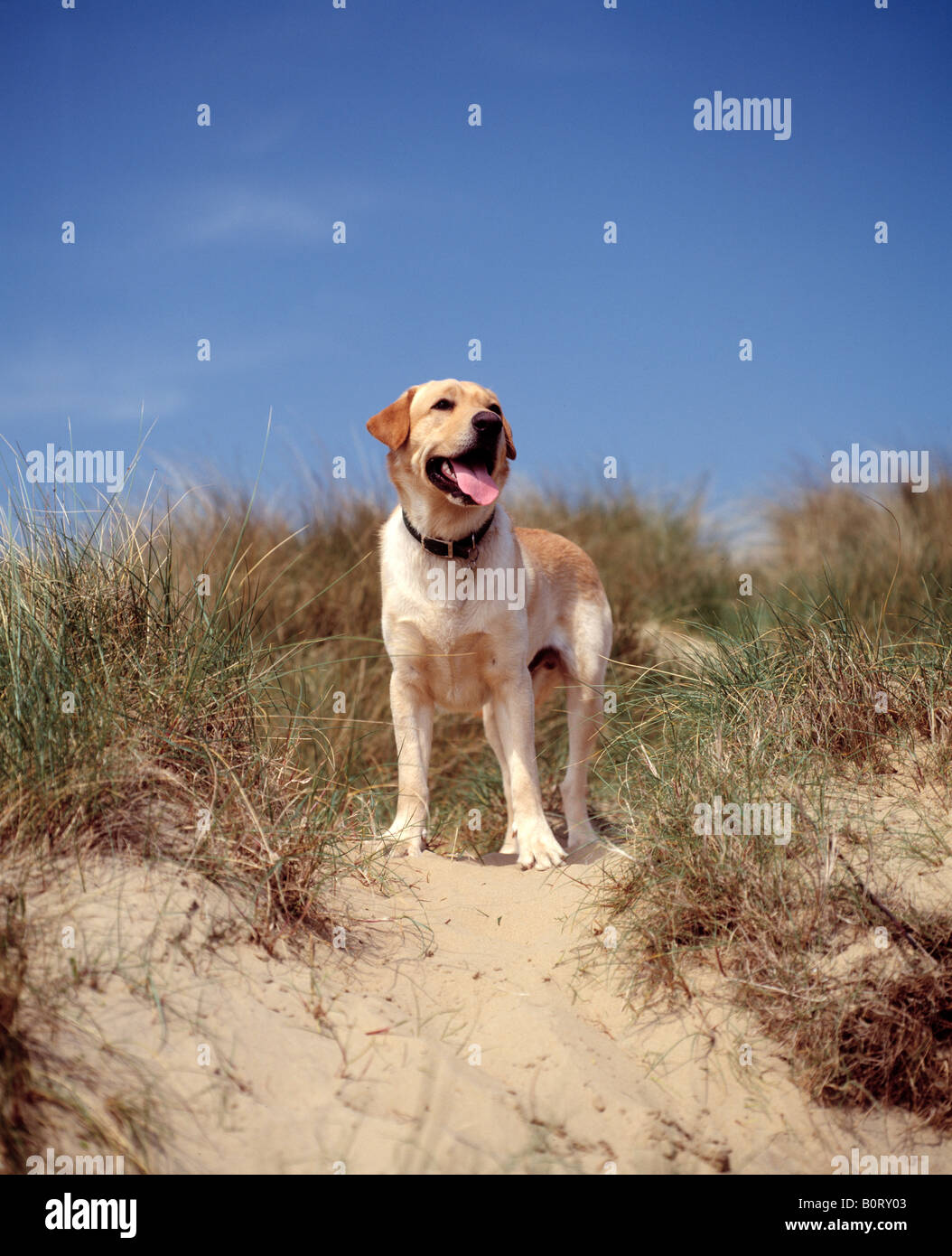 labrador dog on sand dunes at beach Stock Photo - Alamy