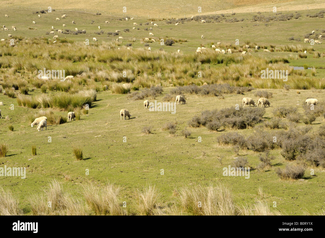 New zealand farm rural hi-res stock photography and images - Alamy