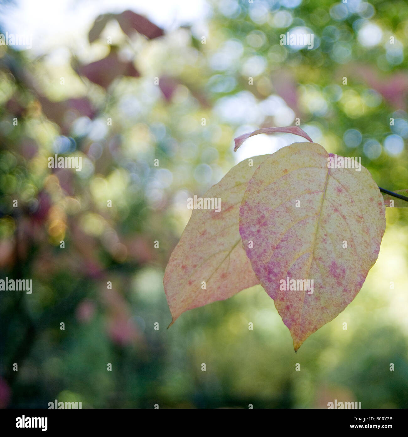 Yellow and red leaves Stock Photo - Alamy