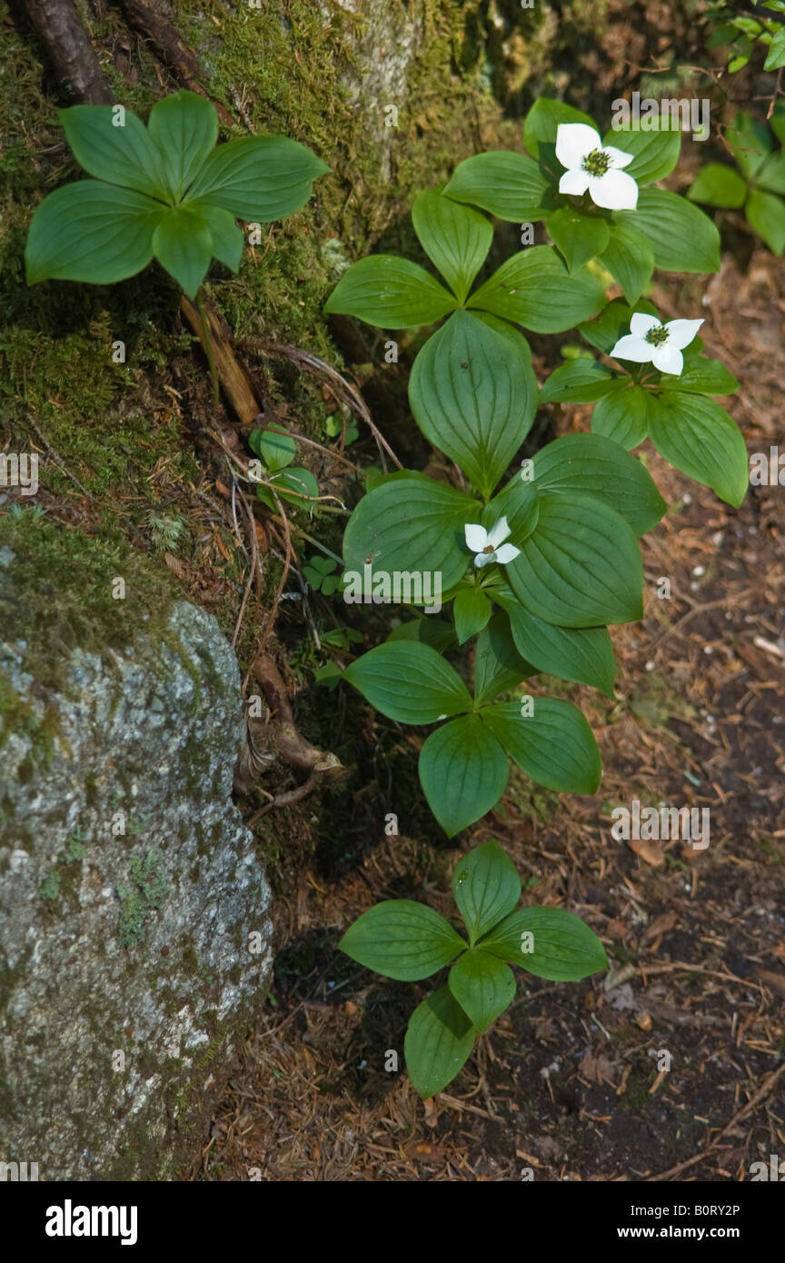 small green leaf floral plant on forest floor Stock Photo - Alamy