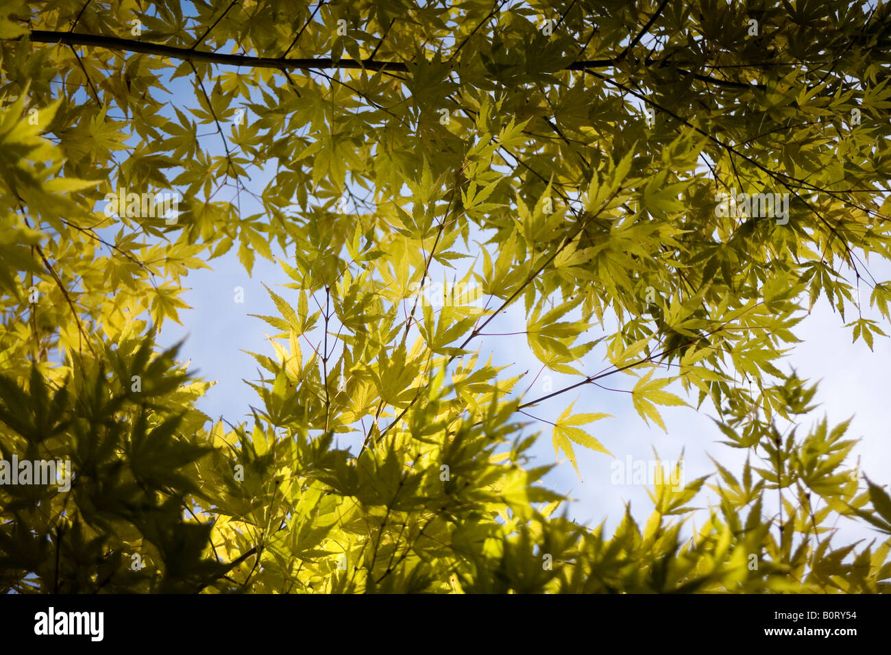Looking up through trees Stock Photo - Alamy