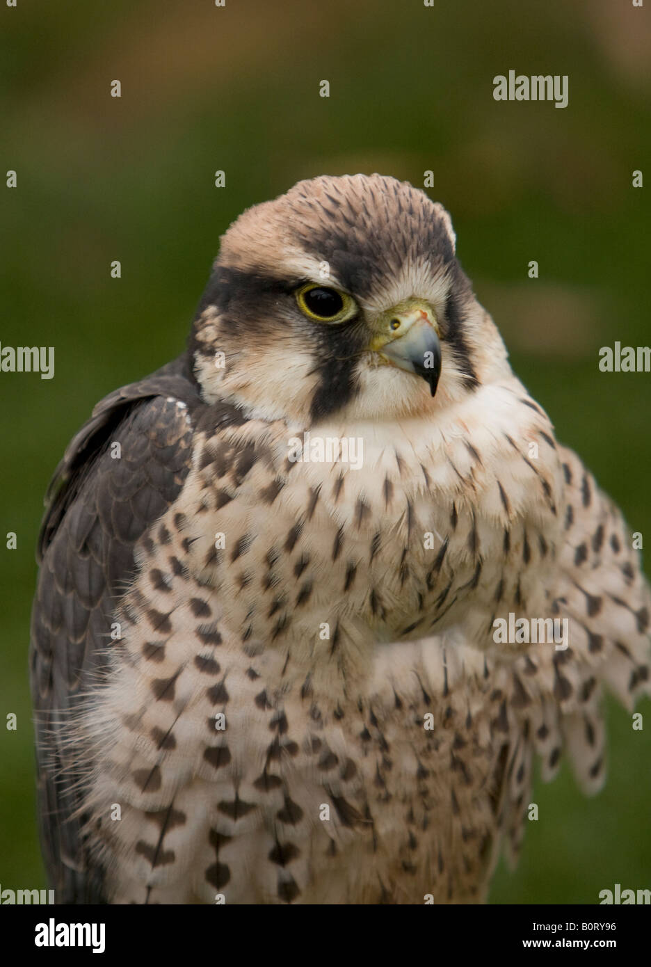 Lanner Falcon (falco biarmicus Stock Photo - Alamy